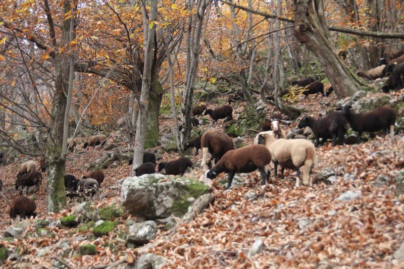 Pastoralisme | Confédération paysanne